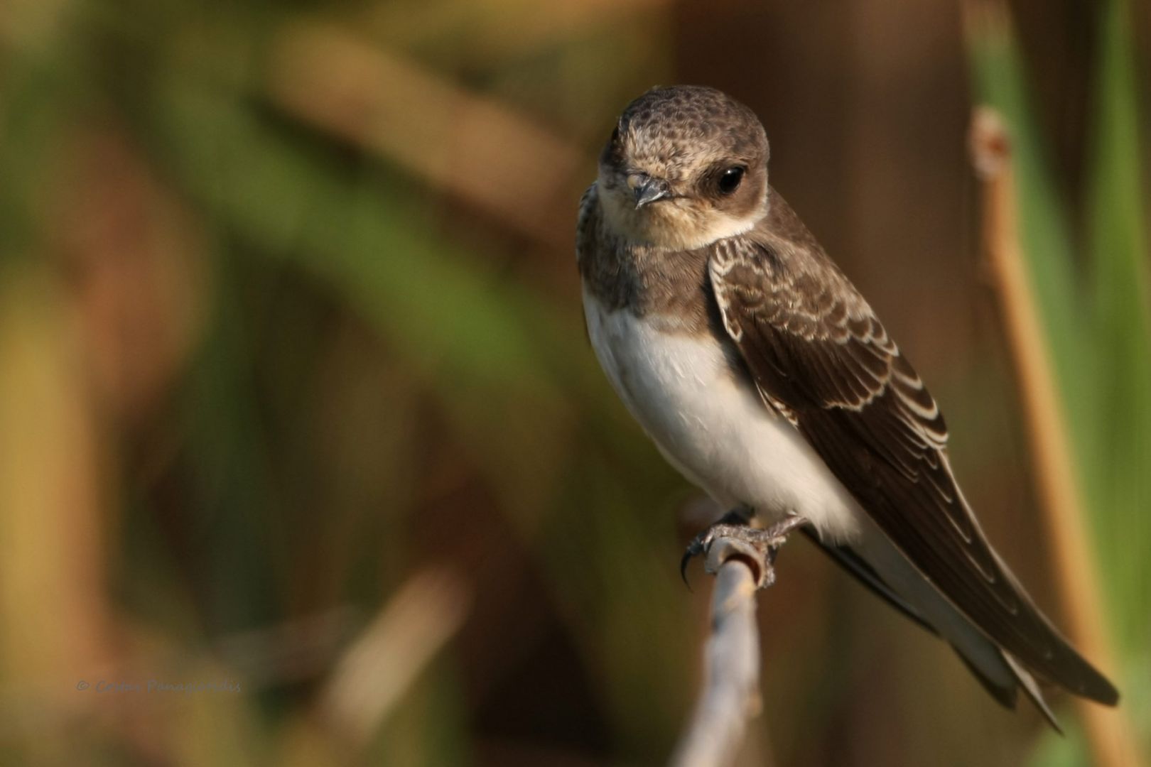 Οχθοχελίδονο | Εγκυκλοπαίδεια Ελληνικής Φύσης
