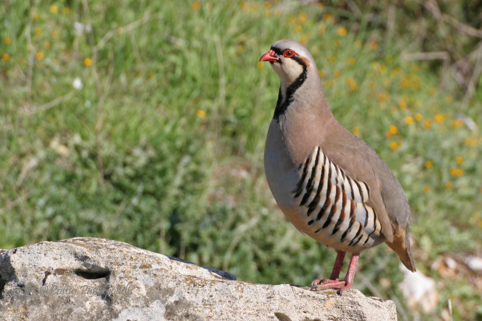 Νησιώτικη Πέρδικα | Εγκυκλοπαίδεια Ελληνικής Φύσης