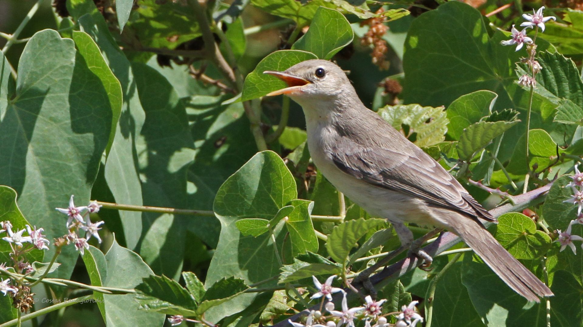 Εγκυκλοπαίδεια Ελληνικής Φύσης