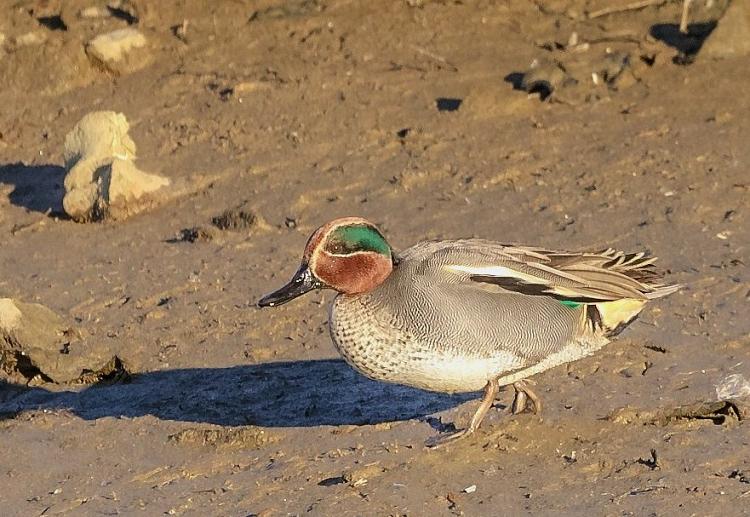Ευρωπαϊκό Κιρκίρι | Εγκυκλοπαίδεια Ελληνικής Φύσης