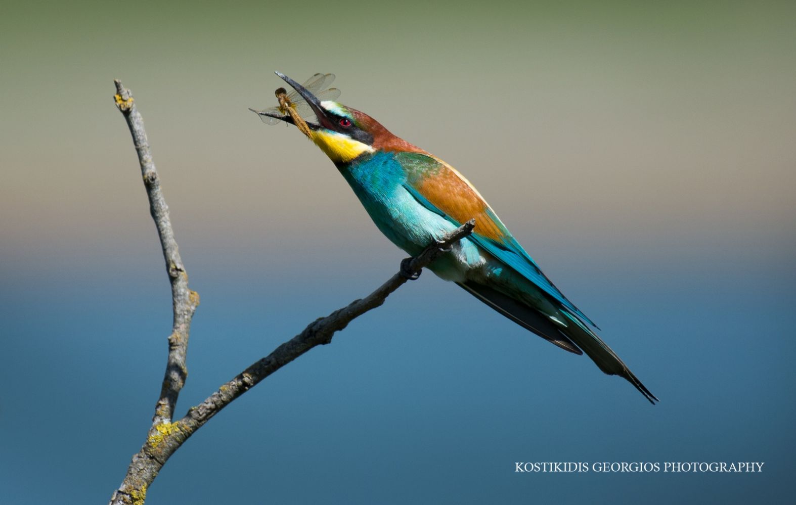 Ευρωπαϊκός Μελισσοφάγος | Εγκυκλοπαίδεια Ελληνικής Φύσης