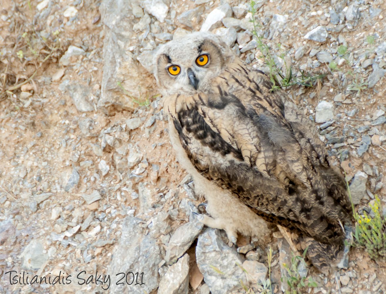 Κοινός Μπούφος | Εγκυκλοπαίδεια Ελληνικής Φύσης