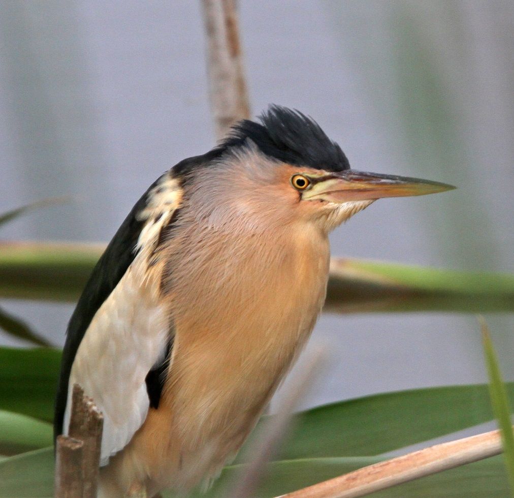 Ευρωπαϊκός Μικροτσικνιάς | Εγκυκλοπαίδεια Ελληνικής Φύσης
