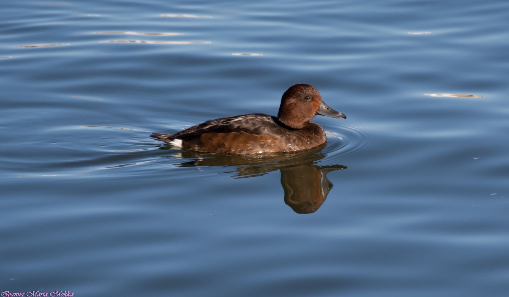 Ευρωπαϊκή Βαλτόπαπια | Εγκυκλοπαίδεια Ελληνικής Φύσης