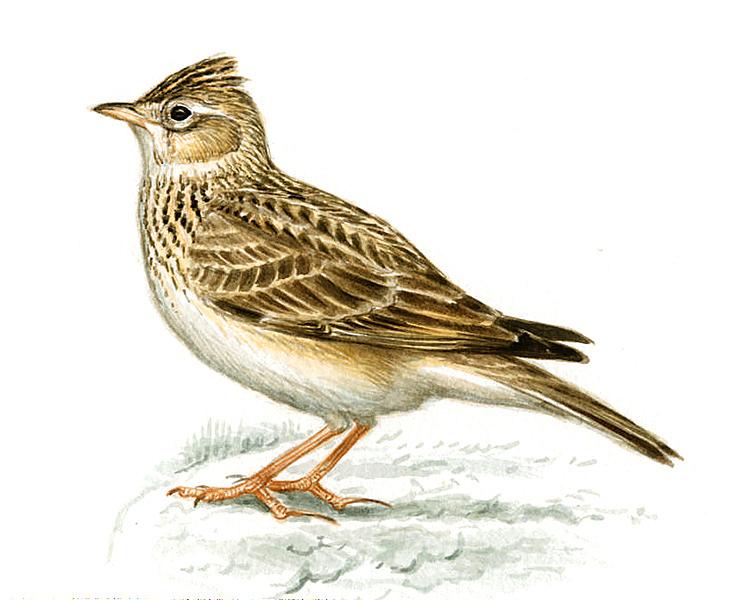 Κοινή Σιταρήθρα | Εγκυκλοπαίδεια Ελληνικής Φύσης