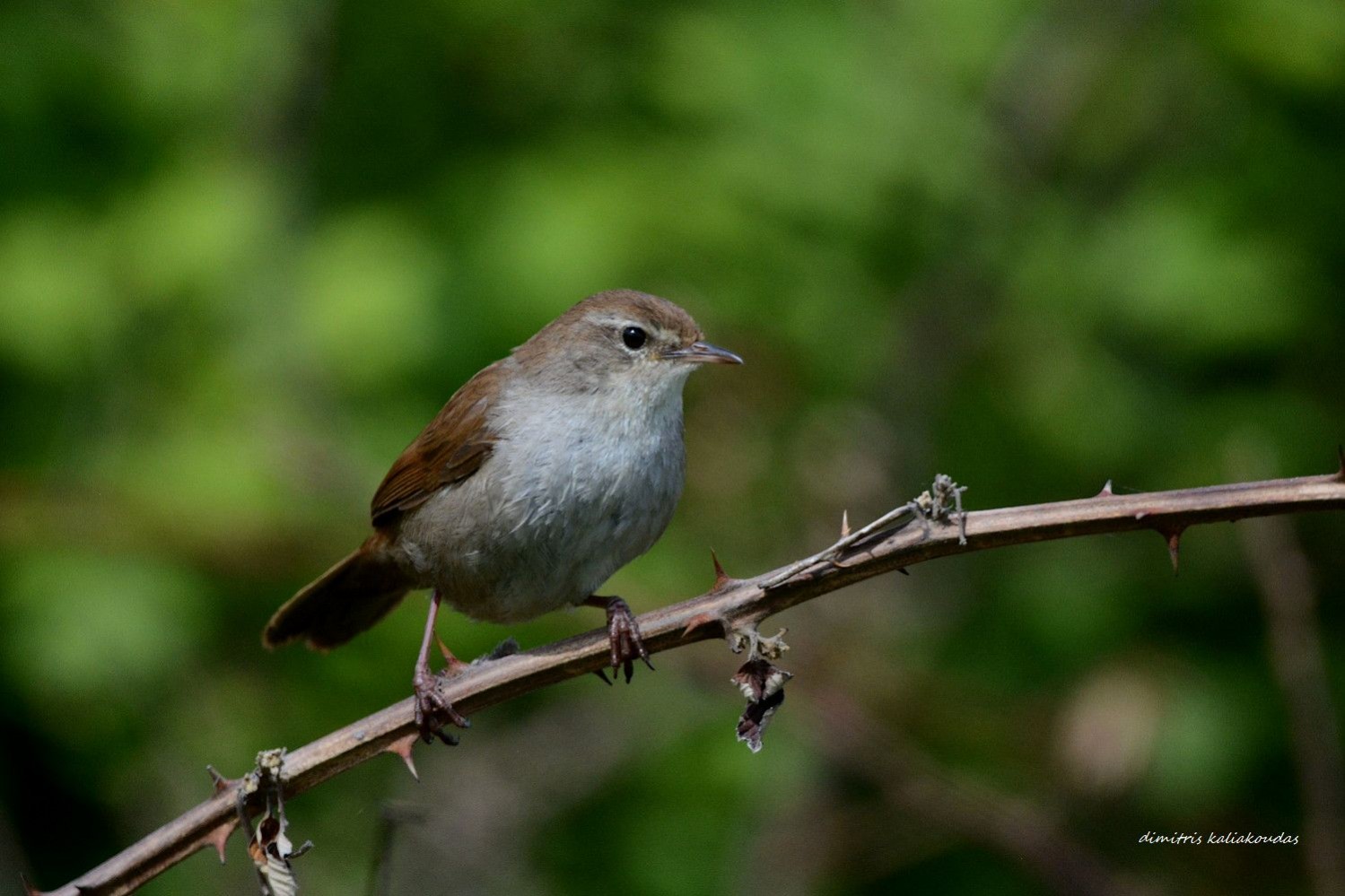 Cetti's Warbler | Greek Nature Encyclopedia