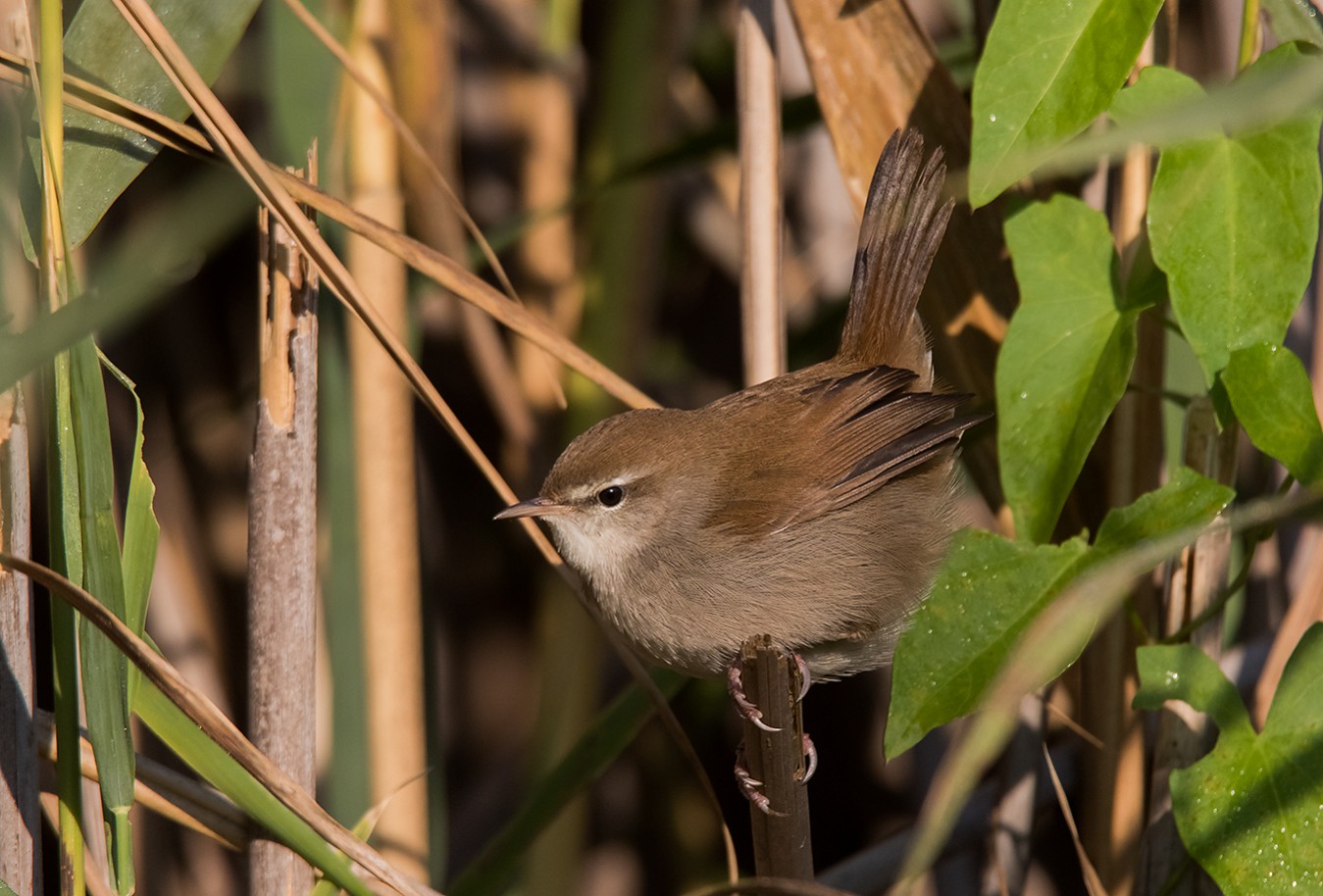 Cetti's Warbler | Greek Nature Encyclopedia