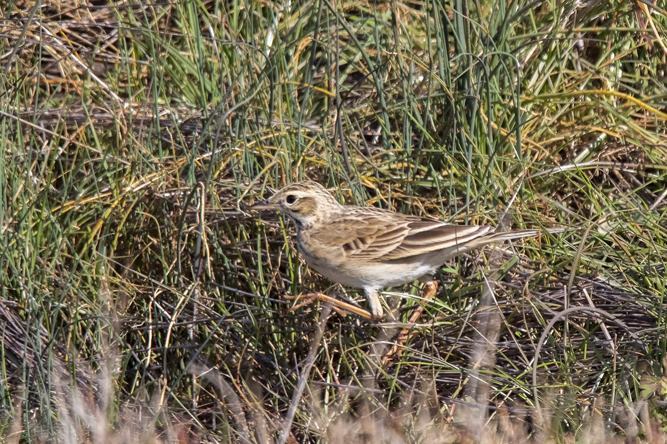 Richard's Pipit | Greek Nature Encyclopedia