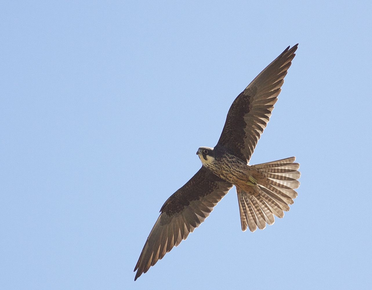 Eleonora's Falcon | Greek Nature Encyclopedia