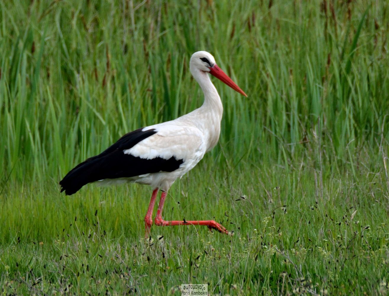 White Stork | Greek Nature Encyclopedia White Stork | Greek Nature Encyclopedia