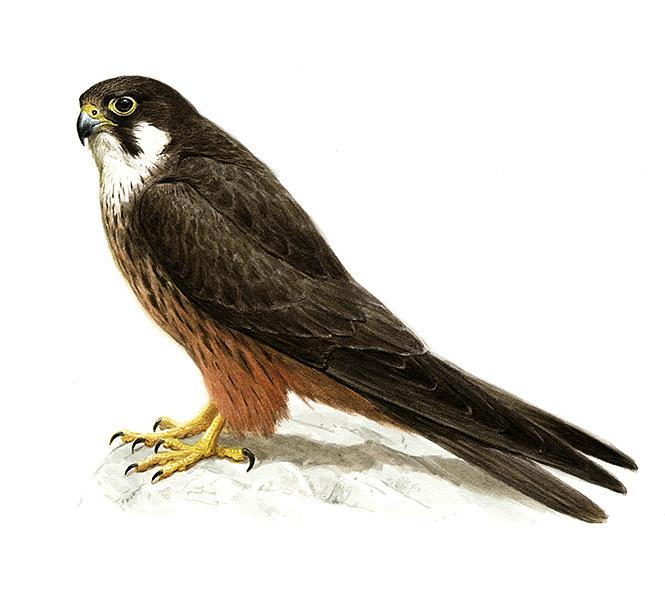 Eleonora's Falcon | Greek Nature Encyclopedia