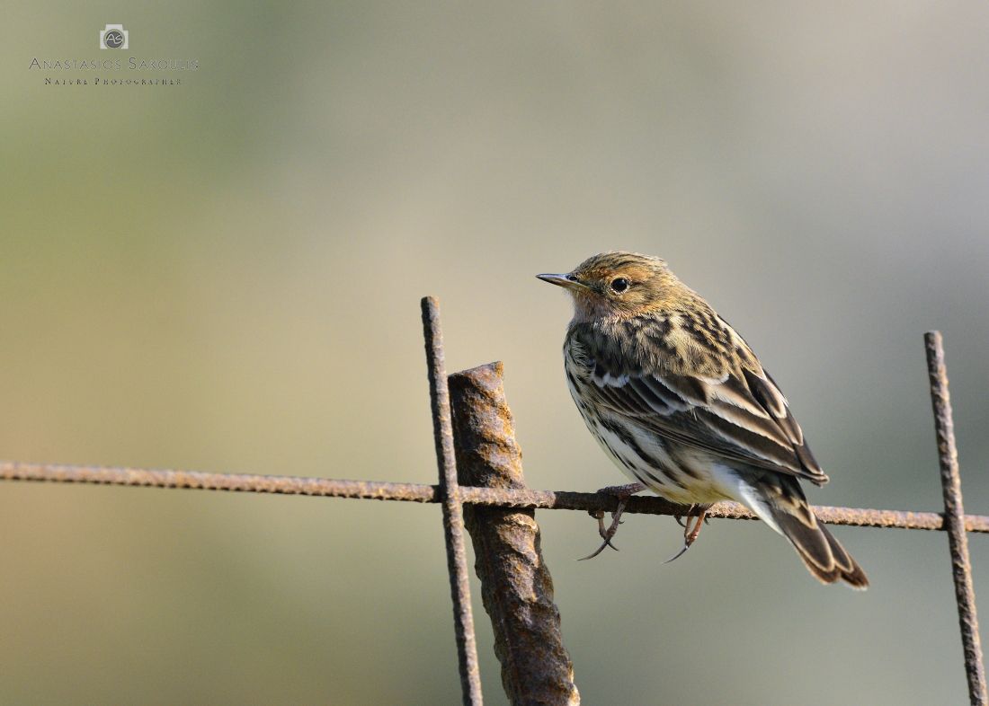 Краснозобый конёк | Энциклопедия Природы Греции
